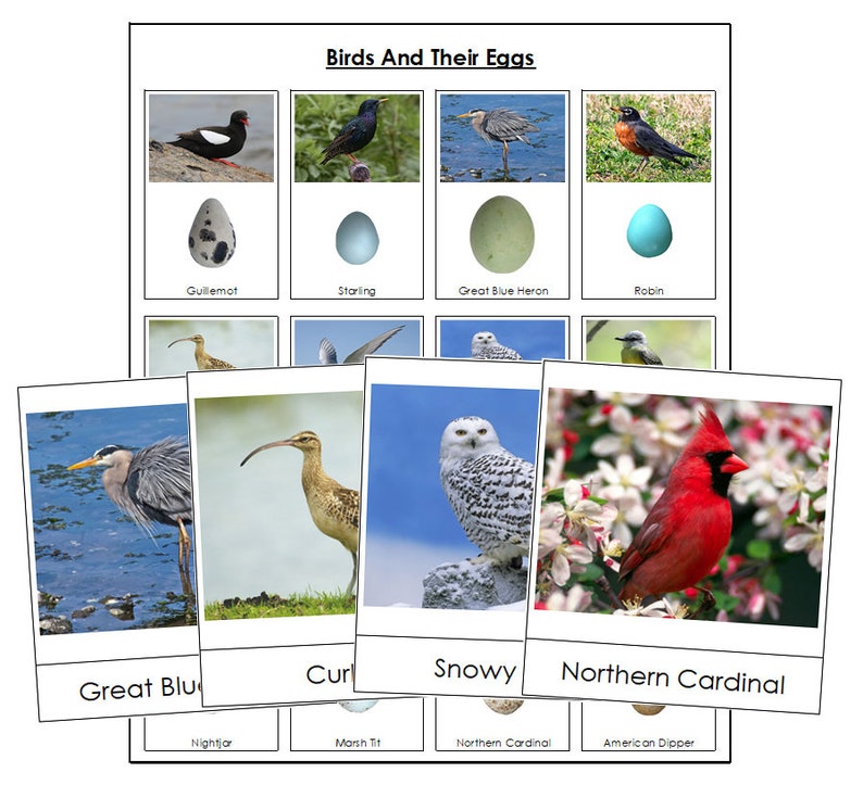 Birds and Their Eggs Sorting Cards & Control Chart Zoology | Etsy Canada