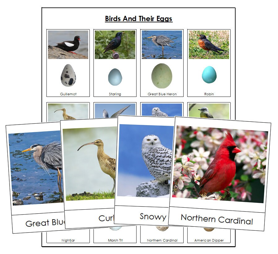 Birds and Their Eggs Sorting Cards & Control Chart Zoology | Etsy Canada