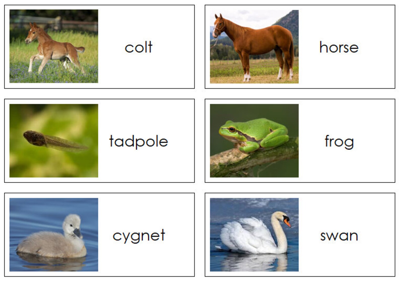 Young & Adult Animal Matching Cards - Montessori Grammar (digital ...