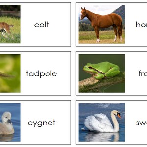 Young & Adult Animal Matching Cards - Montessori Grammar - Printable ...