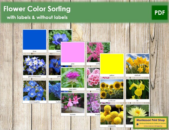 Flower Color Sorting Cards Montessori Sensorial Printable | Etsy