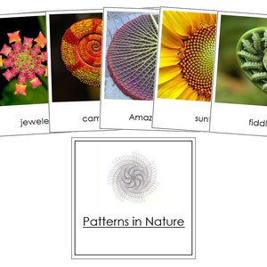Patterns in Nature Picture Cards - Montessori Geometry & Science ...
