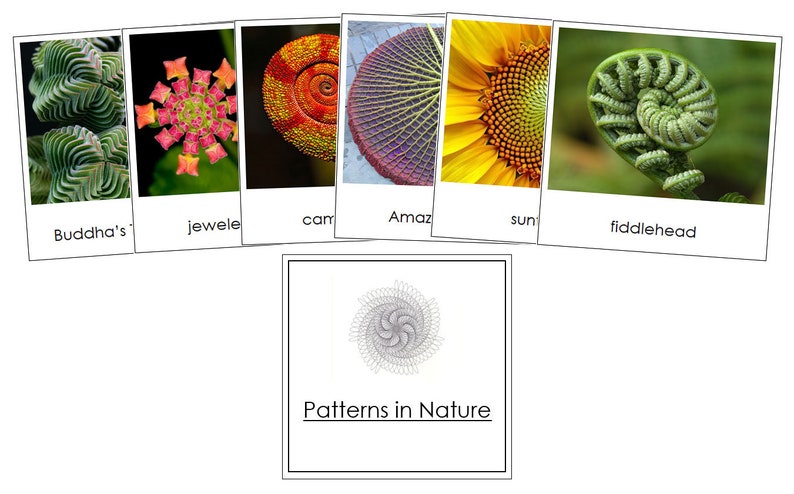 Patterns in Nature Picture Cards - Montessori Geometry & Science ...