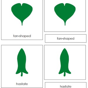 Montessori Botany Cabinet Nomenclature 3-part Cards - Leaf Shapes ...