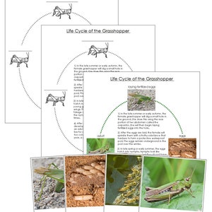 The Grasshopper Life Cycle 3-part Cards & Charts - Montessori ...