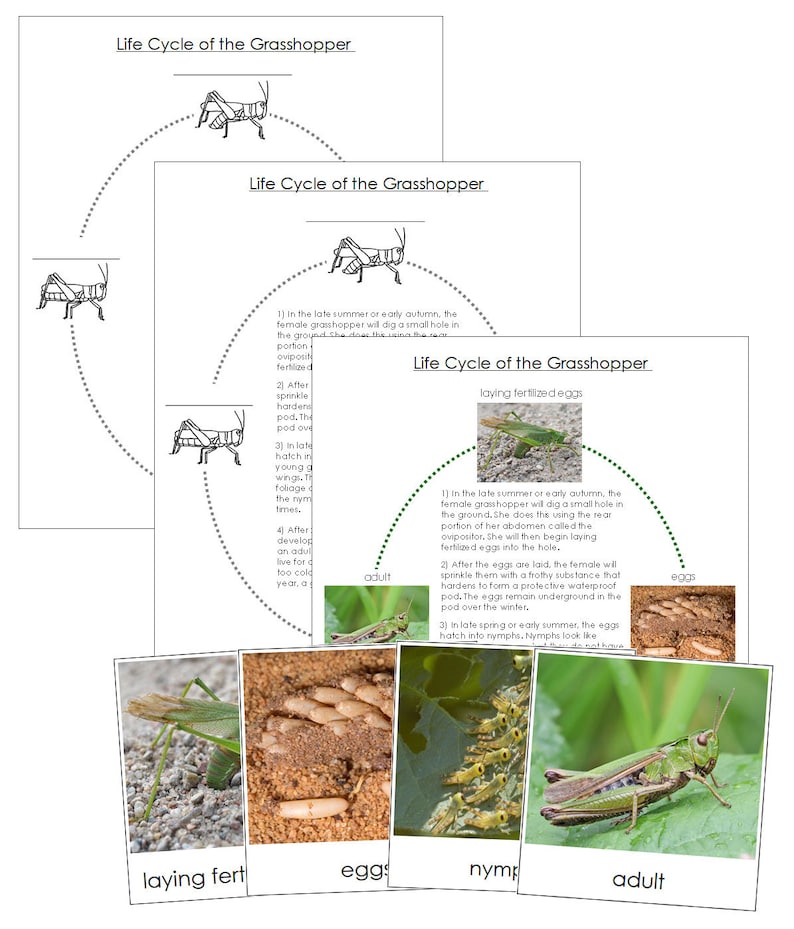 The Grasshopper Life Cycle 3-part Cards & Charts Montessori ...