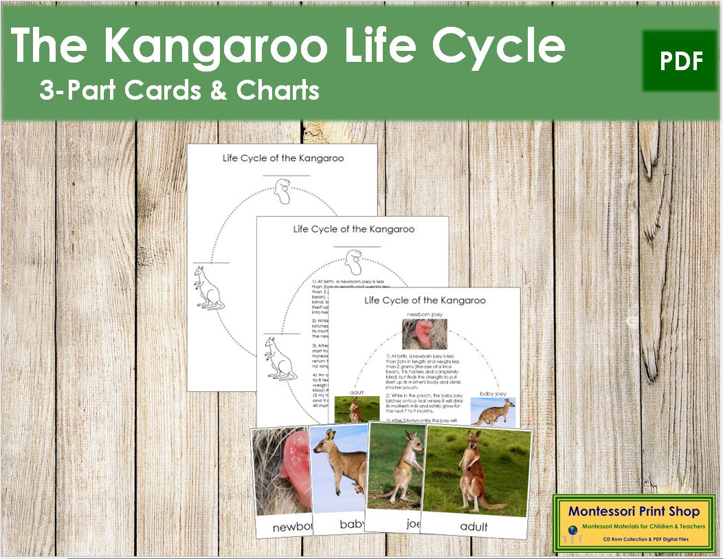 The Kangaroo Life Cycle 3-part Cards & Charts Montessori - Etsy