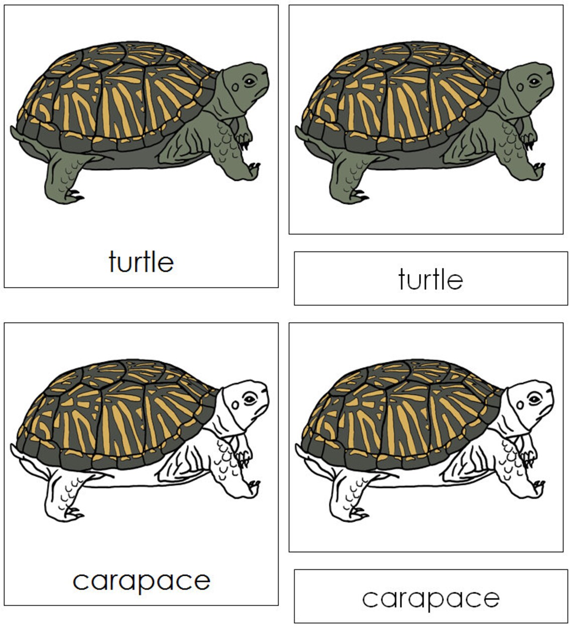 Parts of a Turtle Nomenclature 3-part Cards Montessori | Etsy