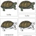 Parts of a Turtle Nomenclature 3-part Cards Montessori - Etsy