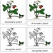 Parts of a Strawberry Plant Nomenclature 3-part Cards & Blackline ...