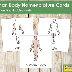 Parts of a Human Body Nomenclature 3-part Cards Science | Etsy