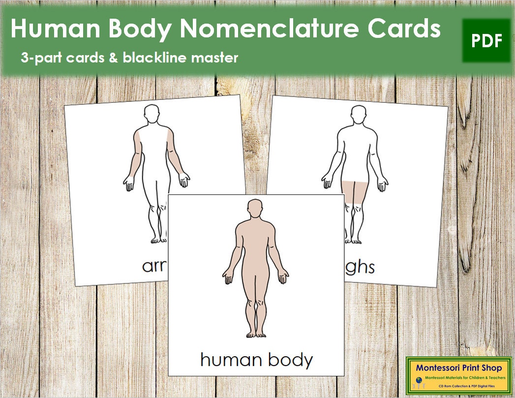 Parts of a Human Body Nomenclature 3-Part Cards Science | Etsy
