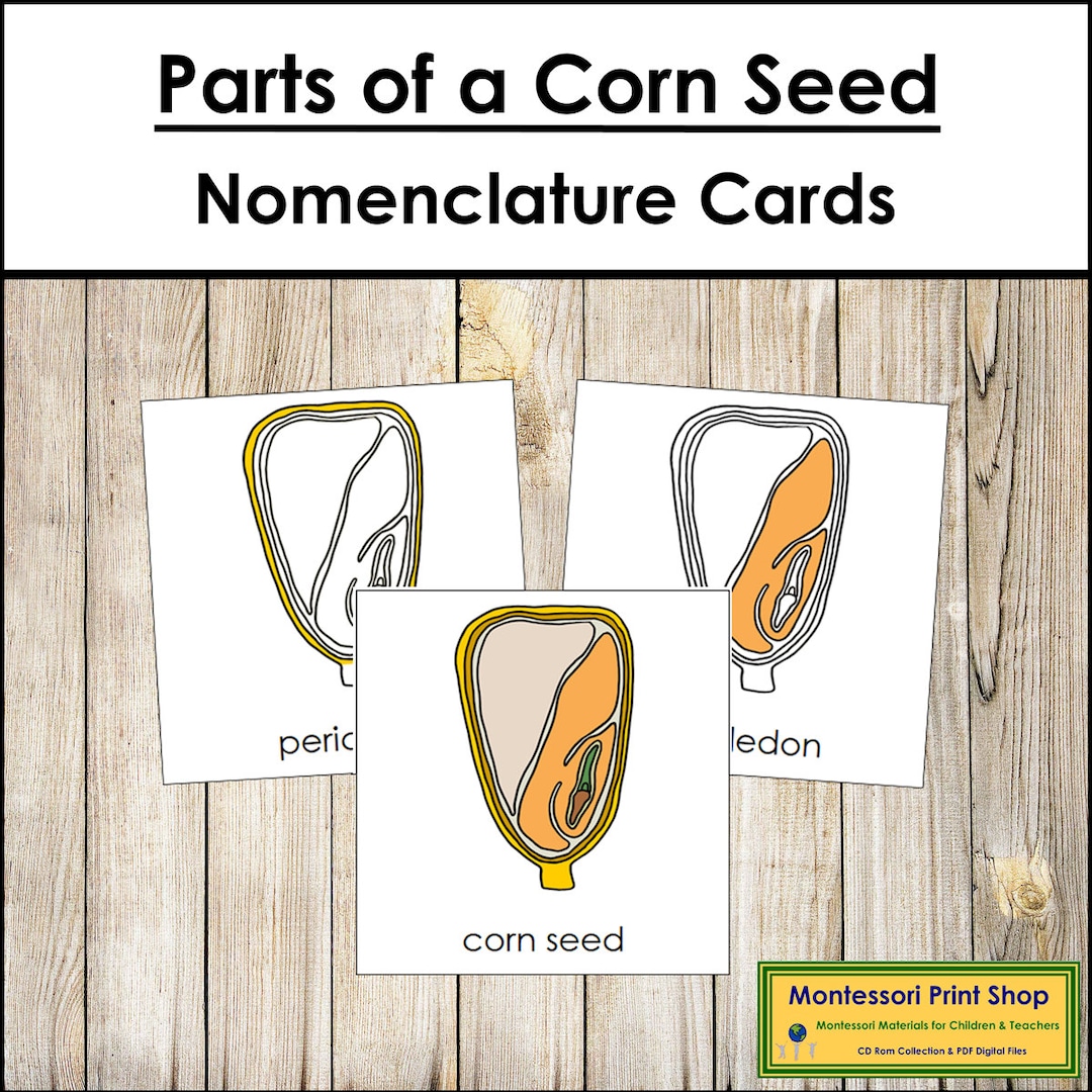 Parts of a Corn Seed Nomenclature 3-part Cards & Blackline Master ...