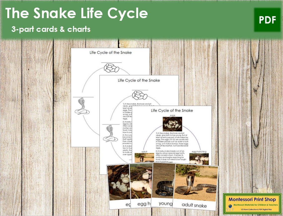 The Snake Life Cycle 3-part Cards & Charts Montessori - Etsy UK