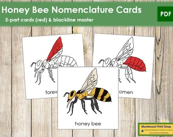 Parts of a Honey Bee Nomenclature 3-part Cards Montessori | Etsy