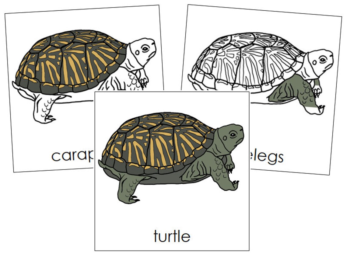 Parts of a Turtle Nomenclature 3-part Cards Montessori | Etsy