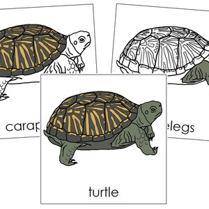 Parts of a Turtle Nomenclature 3-part Cards & Blackline Master ...
