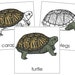 Parts of a Turtle Nomenclature 3-part Cards & Blackline Master ...