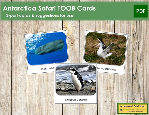 Antarctica Safari TOOB Cards Printable Montessori Cards | Etsy