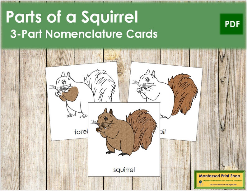 Parts of a Squirrel Nomenclature 3-part Cards Zoology - Etsy