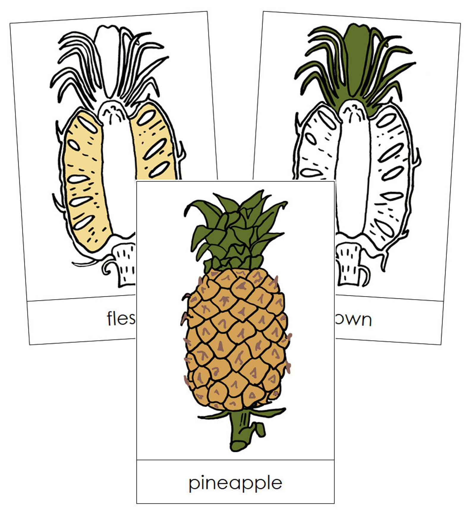 Parts of a Pineapple Nomenclature 3-part Cards Montessori - Etsy Canada
