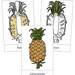 Parts of a Pineapple Nomenclature 3-part Cards - Montessori Botany ...