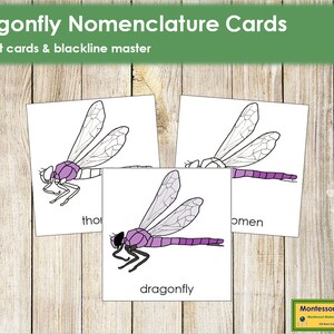 Parts of a Dragonfly Nomenclature 3-Part Cards Montessori | Etsy