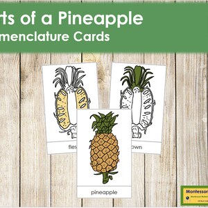 Parts of a Pineapple Nomenclature 3-part Cards Montessori - Etsy Canada