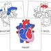 Parts of a Human Heart Nomenclature 3-part Cards - Science - Printable ...