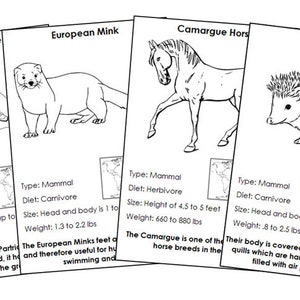 Animals of the World Information Cards Bundle (blackline Masters ...