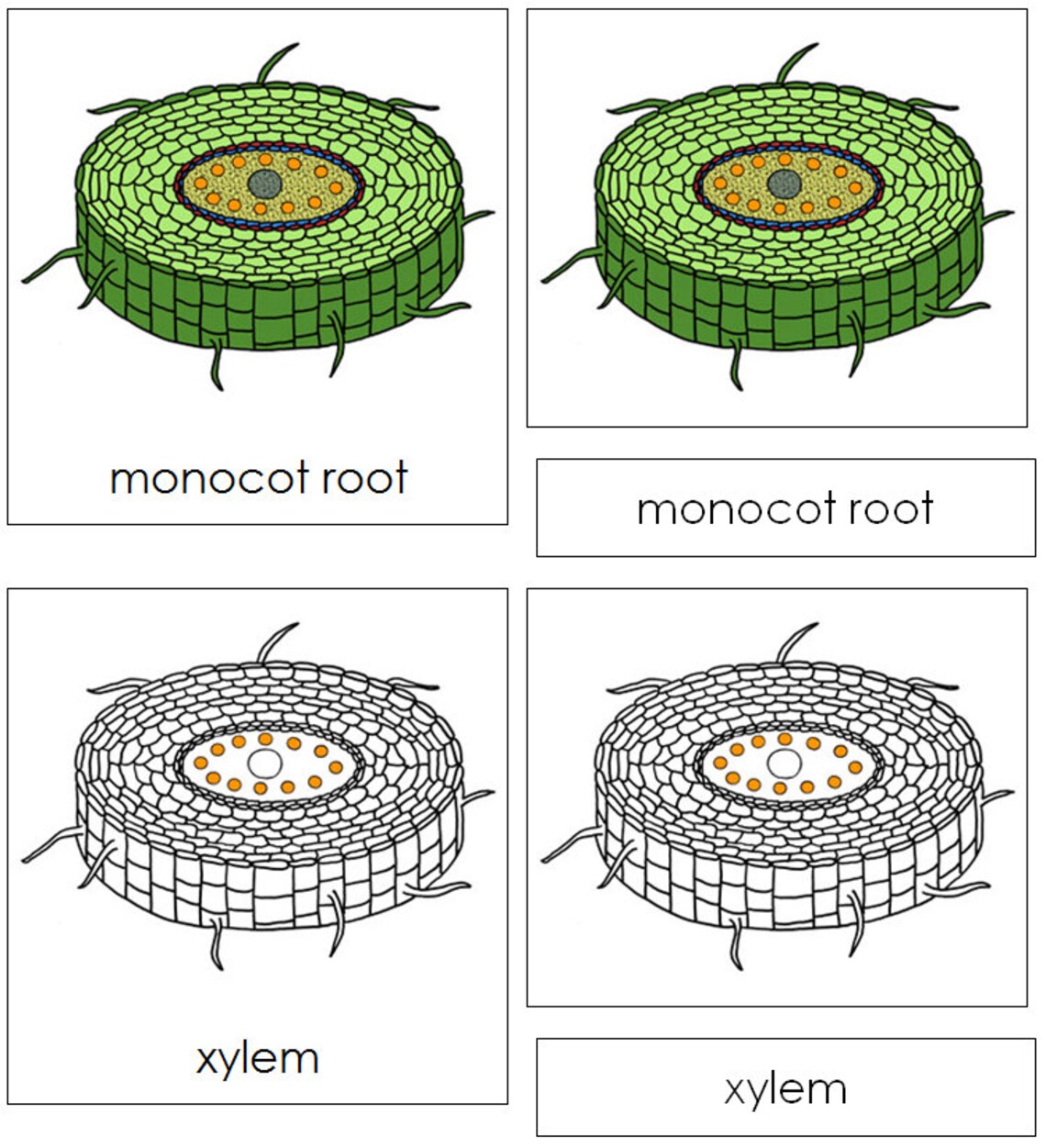 Parts of a Monocot Root Nomenclature 3-part Cards Botany | Etsy