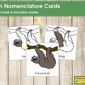 Parts of a Sloth Nomenclature 3-part Cards Zoology - Etsy