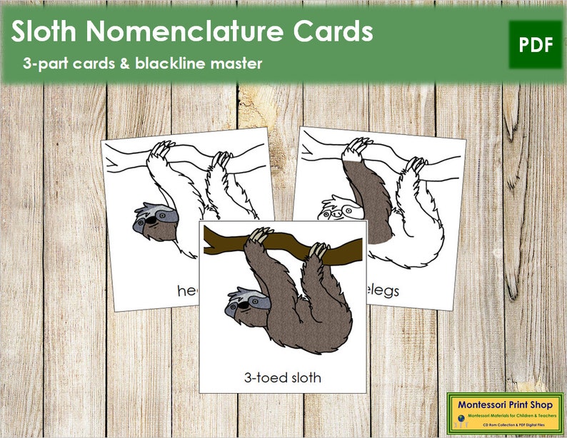 Parts of a Sloth Nomenclature 3-part Cards Zoology - Etsy