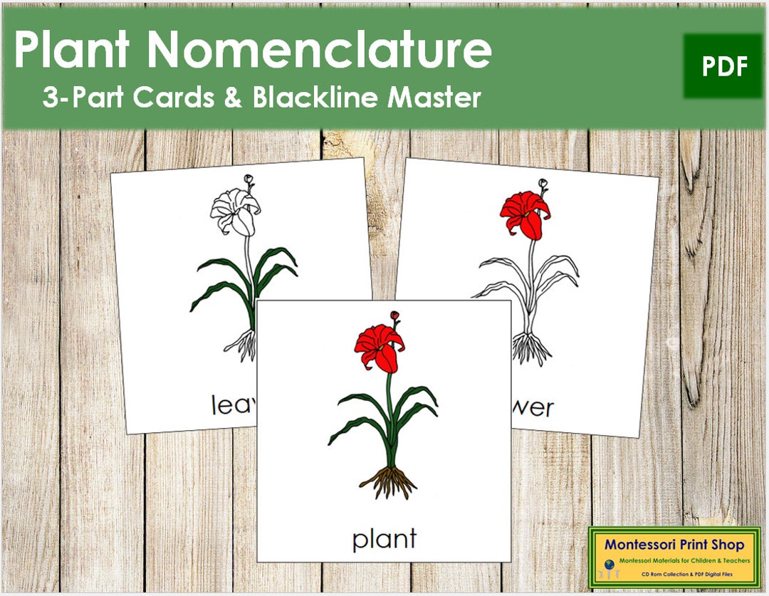 Parts of a Plant Nomenclature 3-part Cards Montessori Botany - Etsy
