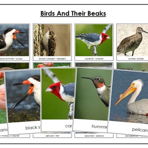 Birds and Their Beaks Information, Sorting Cards & Control Chart ...