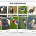 Birds and Their Beaks Information, Sorting Cards & Control Chart ...