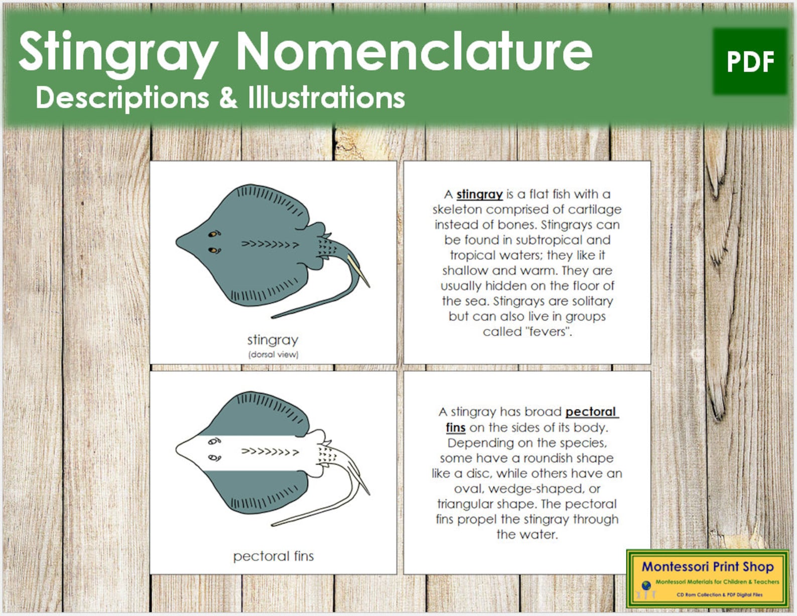 Parts of a Stingray Nomenclature Book Montessori Zoology - Etsy