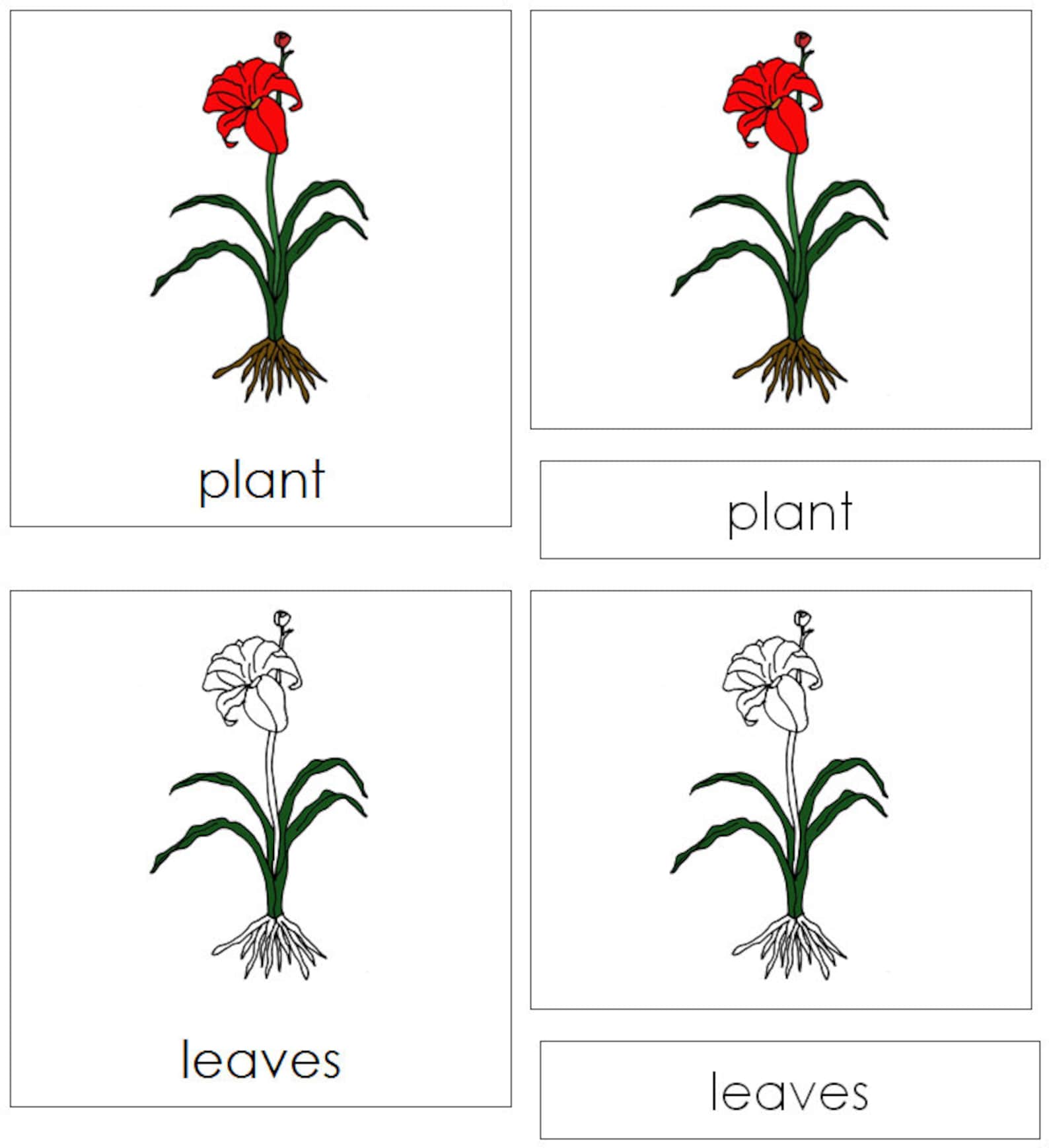 Parts of a Plant Nomenclature 3-part Cards Montessori Botany Printable ...