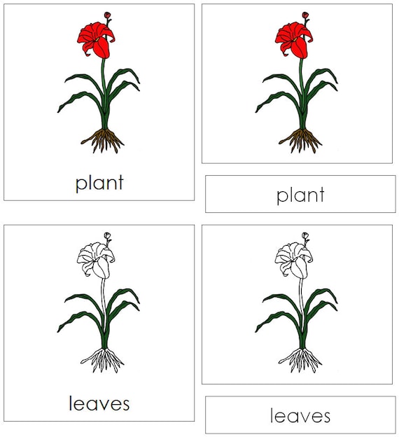 Plant Abcs Alphabet Of Plants 3 Part Cards Montessori Pdf Making