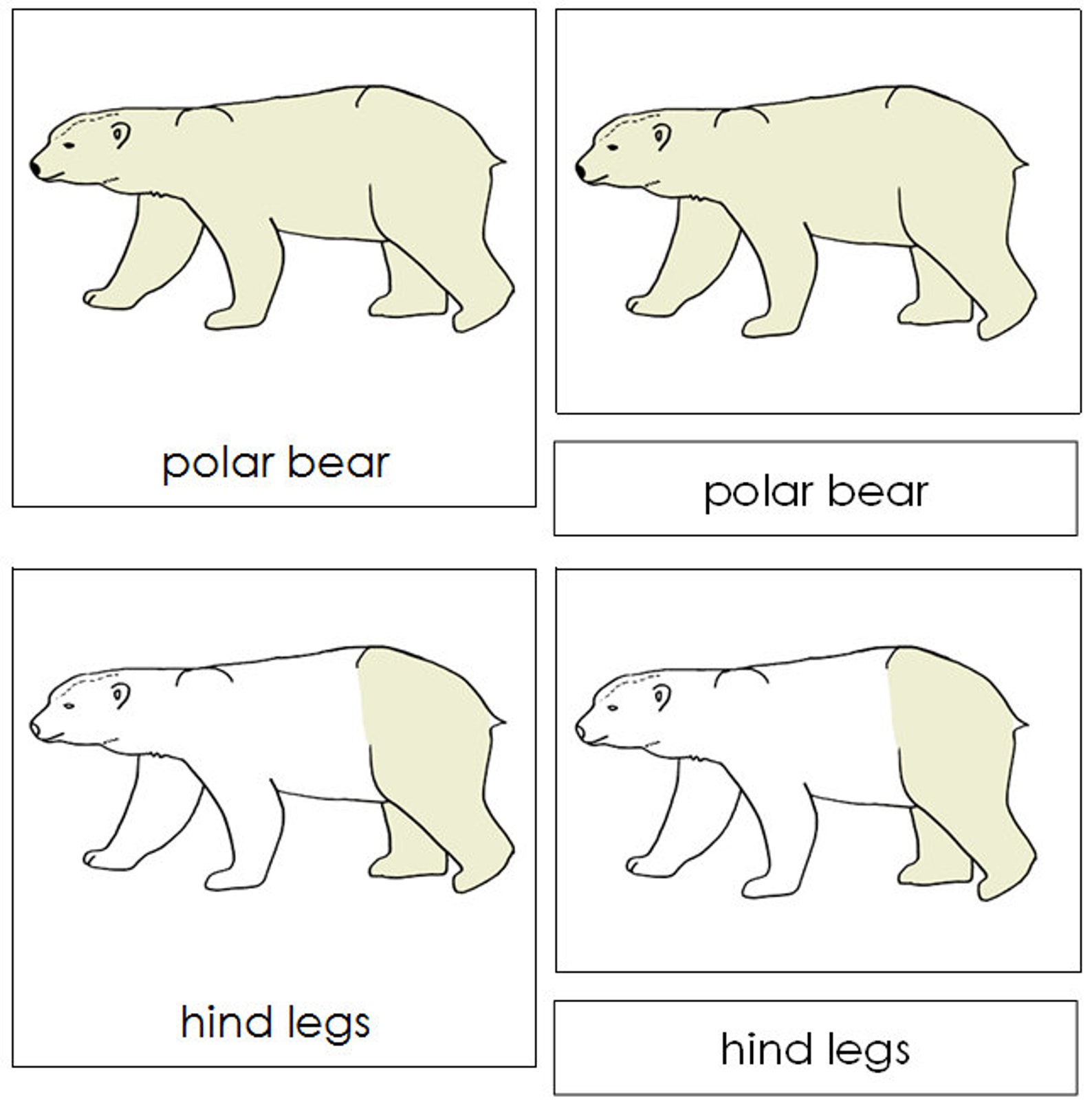 Parts of a Polar Bear Nomenclature 3-part Cards Montessori | Etsy