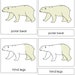 Parts of a Polar Bear Nomenclature 3-part Cards - Montessori Zoology ...
