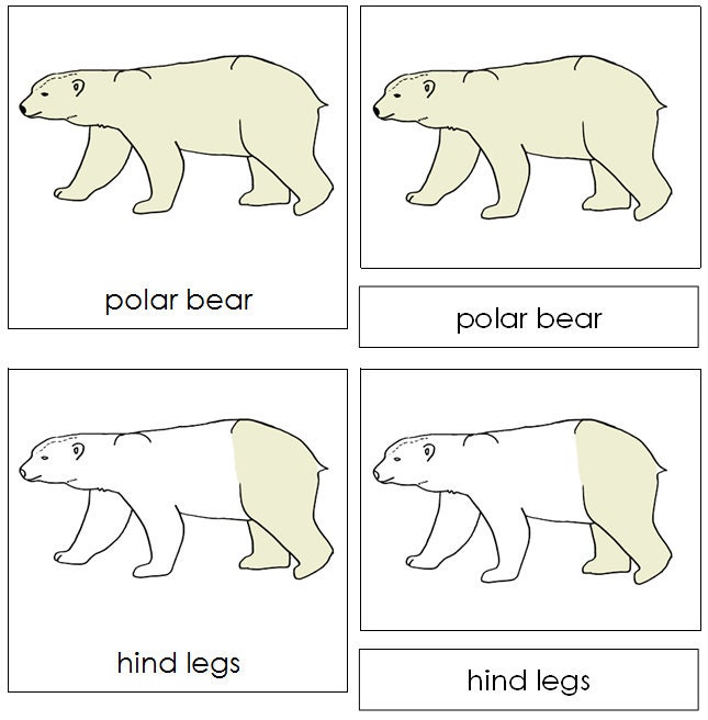 Parts of a Polar Bear Nomenclature 3-part Cards Montessori Zoology ...