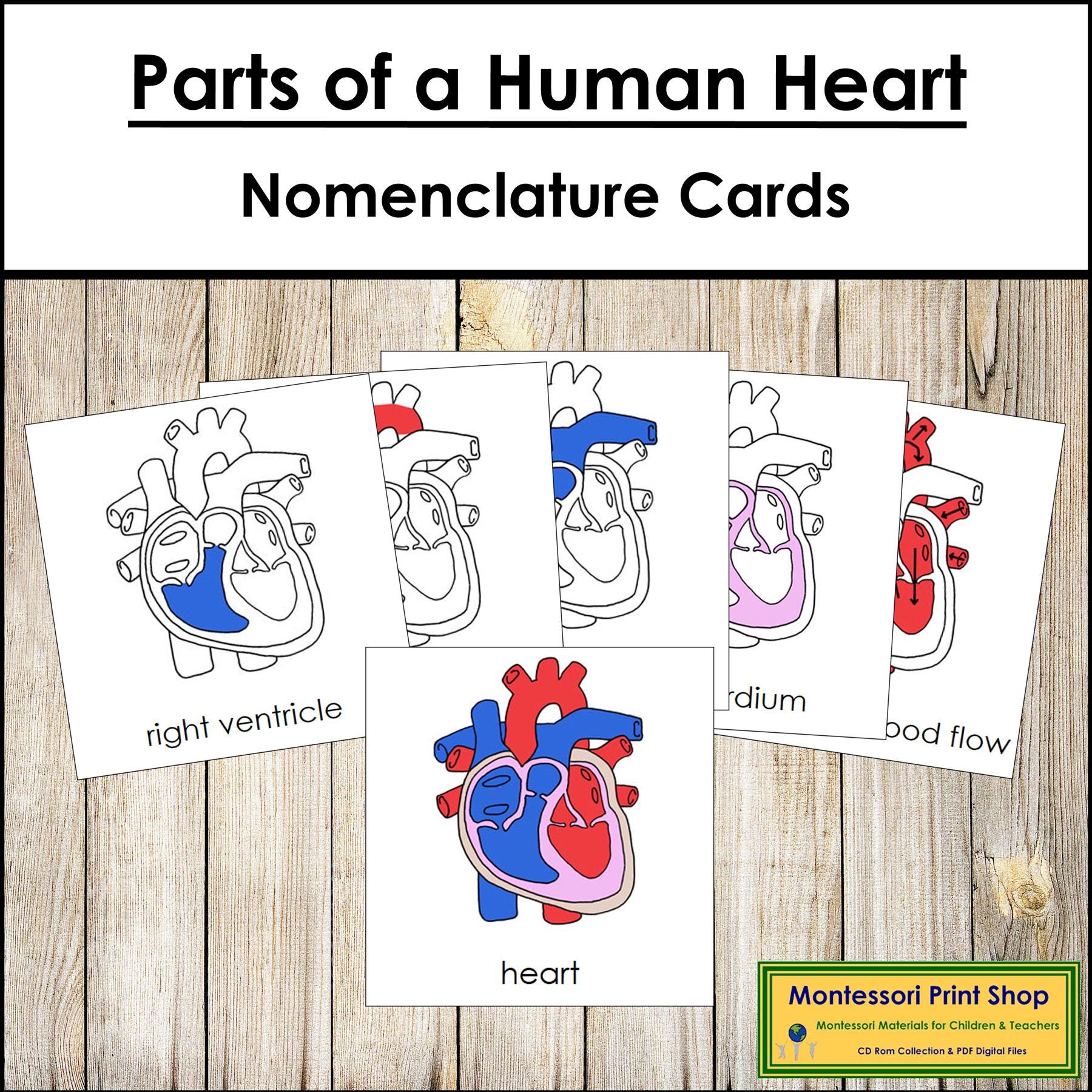Parts of a Human Heart Nomenclature 3-part Cards & Blackline Master ...