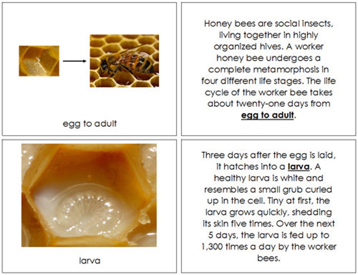 The Honey Bee Life Cycle Book Montessori Nomenclature - Etsy