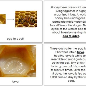 The Honey Bee Life Cycle Book Montessori Nomenclature Printable ...