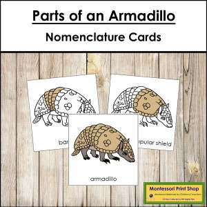Parts of an Armadillo Nomenclature 3-part Cards - Montessori Zoology ...