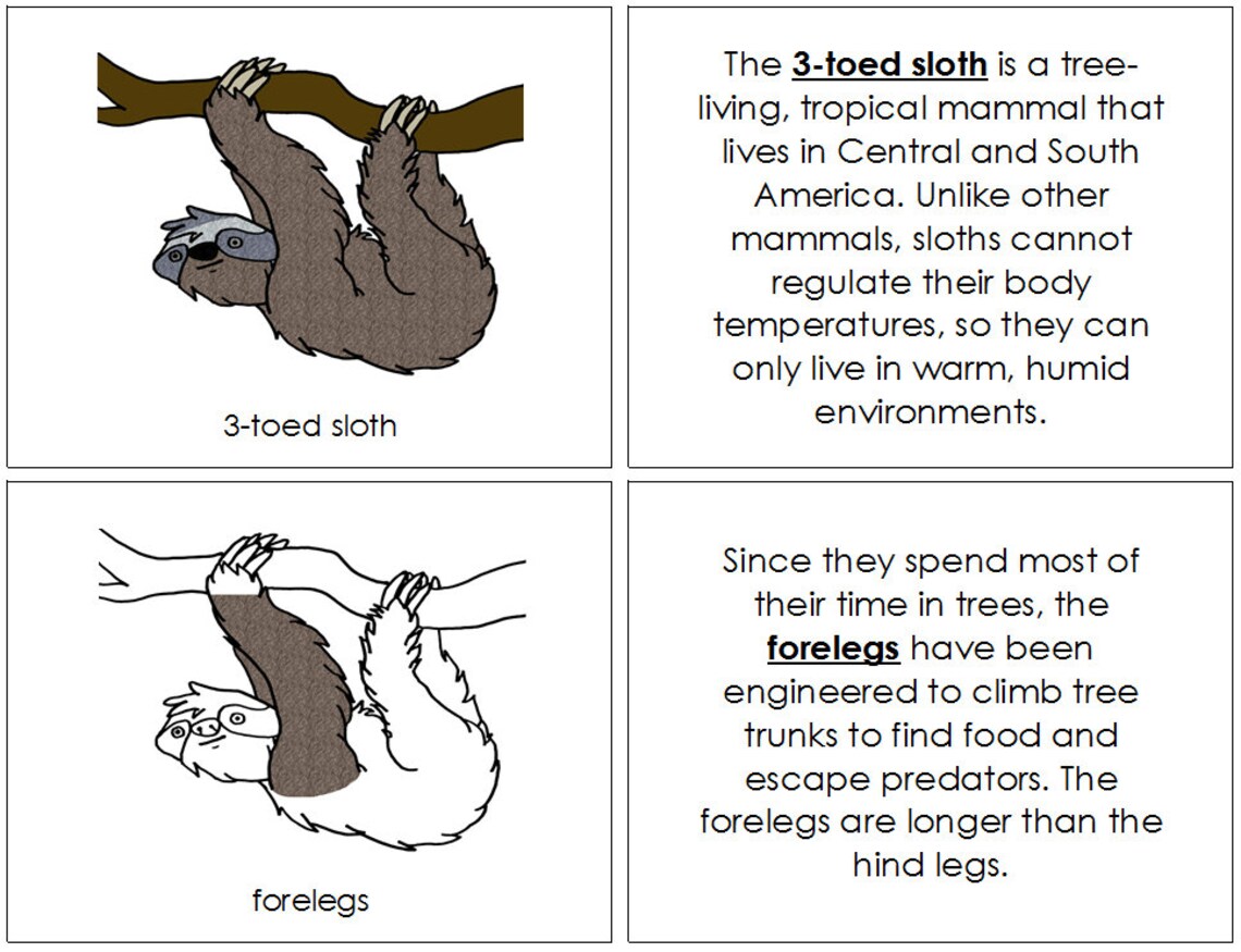 Parts of a Sloth Nomenclature Book Zoology Printable | Etsy
