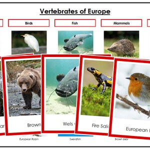 Vertebrates of the Continents Sorting (color-coded) - Montessori ...