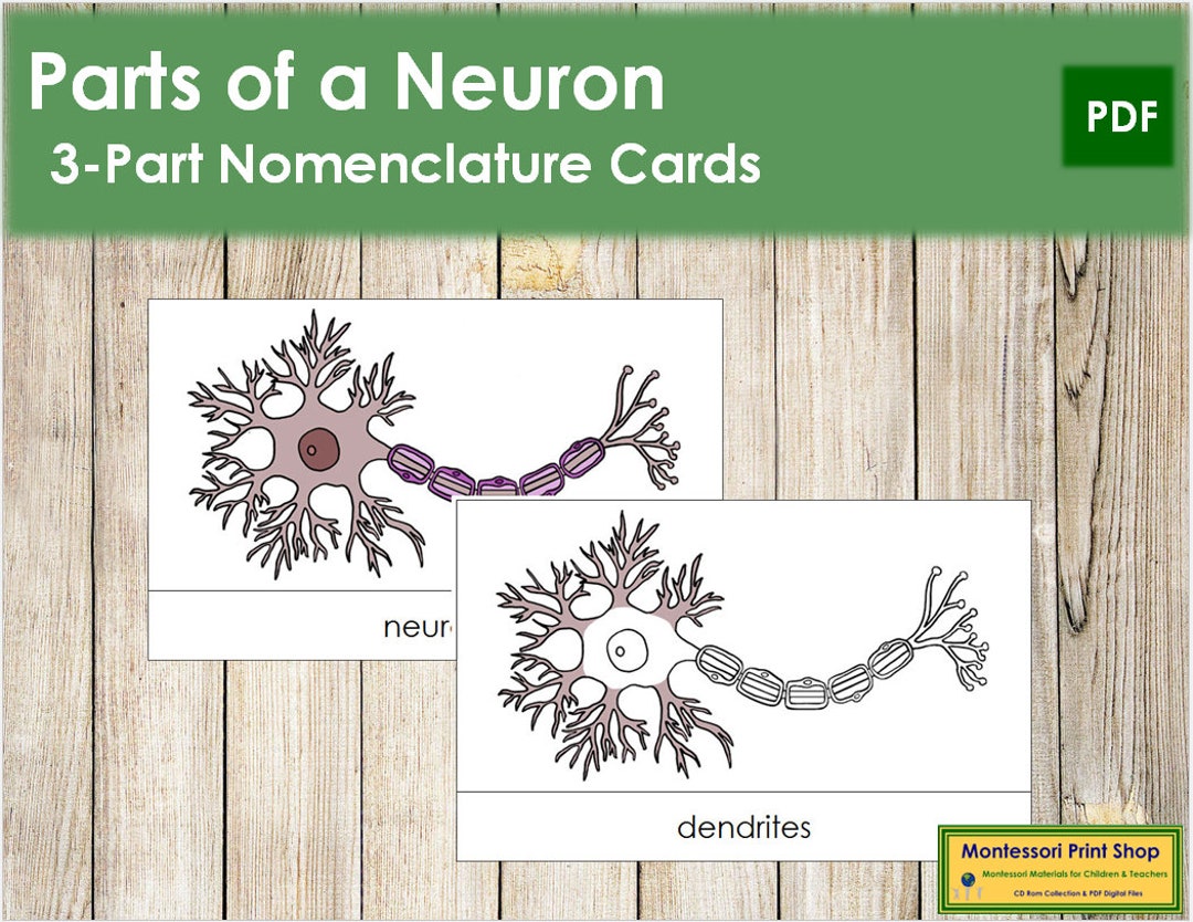 Parts of a Neuron Nomenclature 3-part Cards Science - Etsy