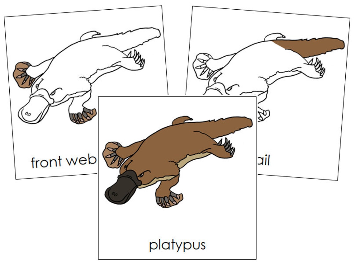 Parts of a Platypus Nomenclature 3-part Cards Montessori | Etsy